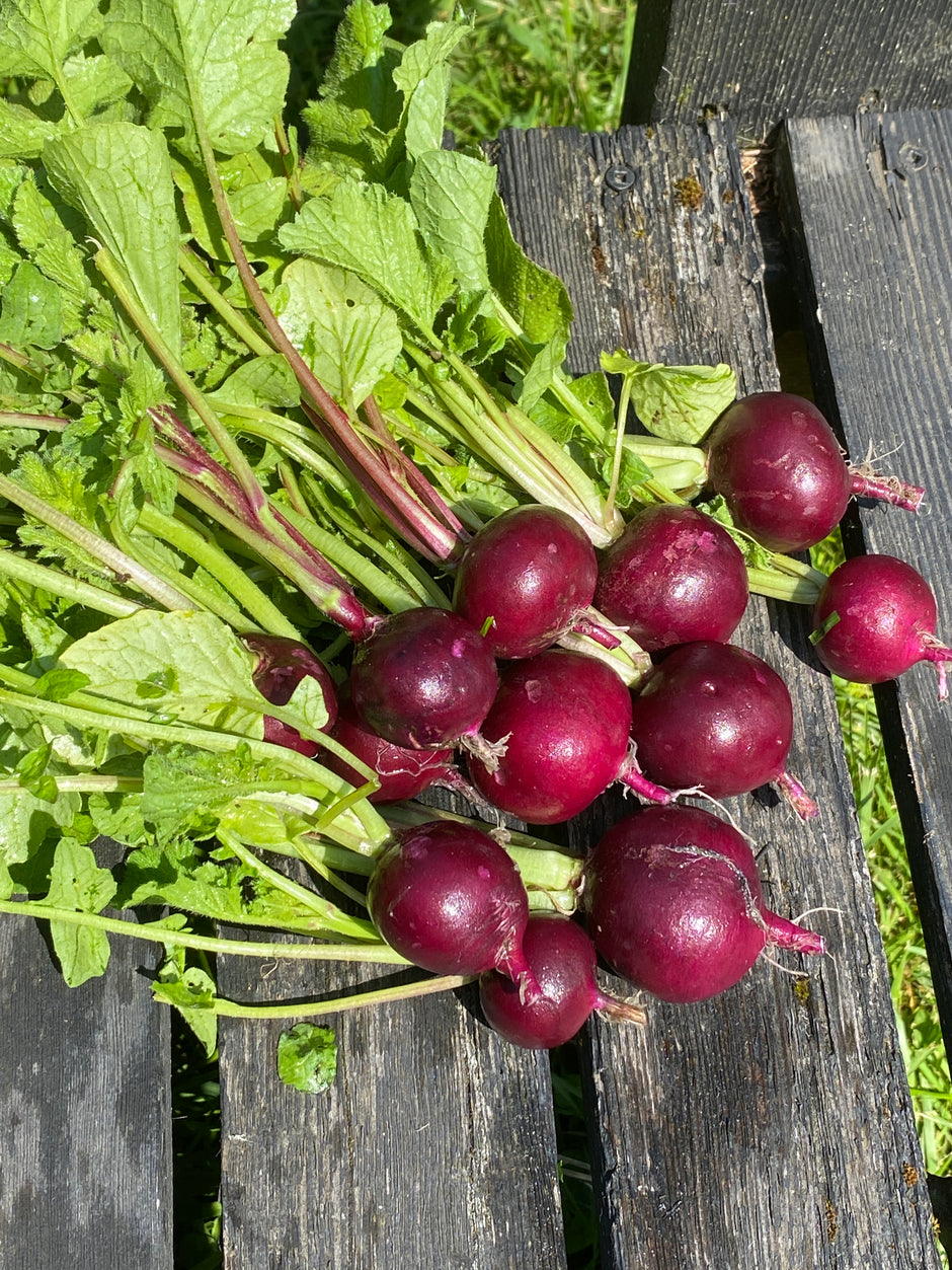 Beets and Radishes – Wild Dreams Farm and Seed