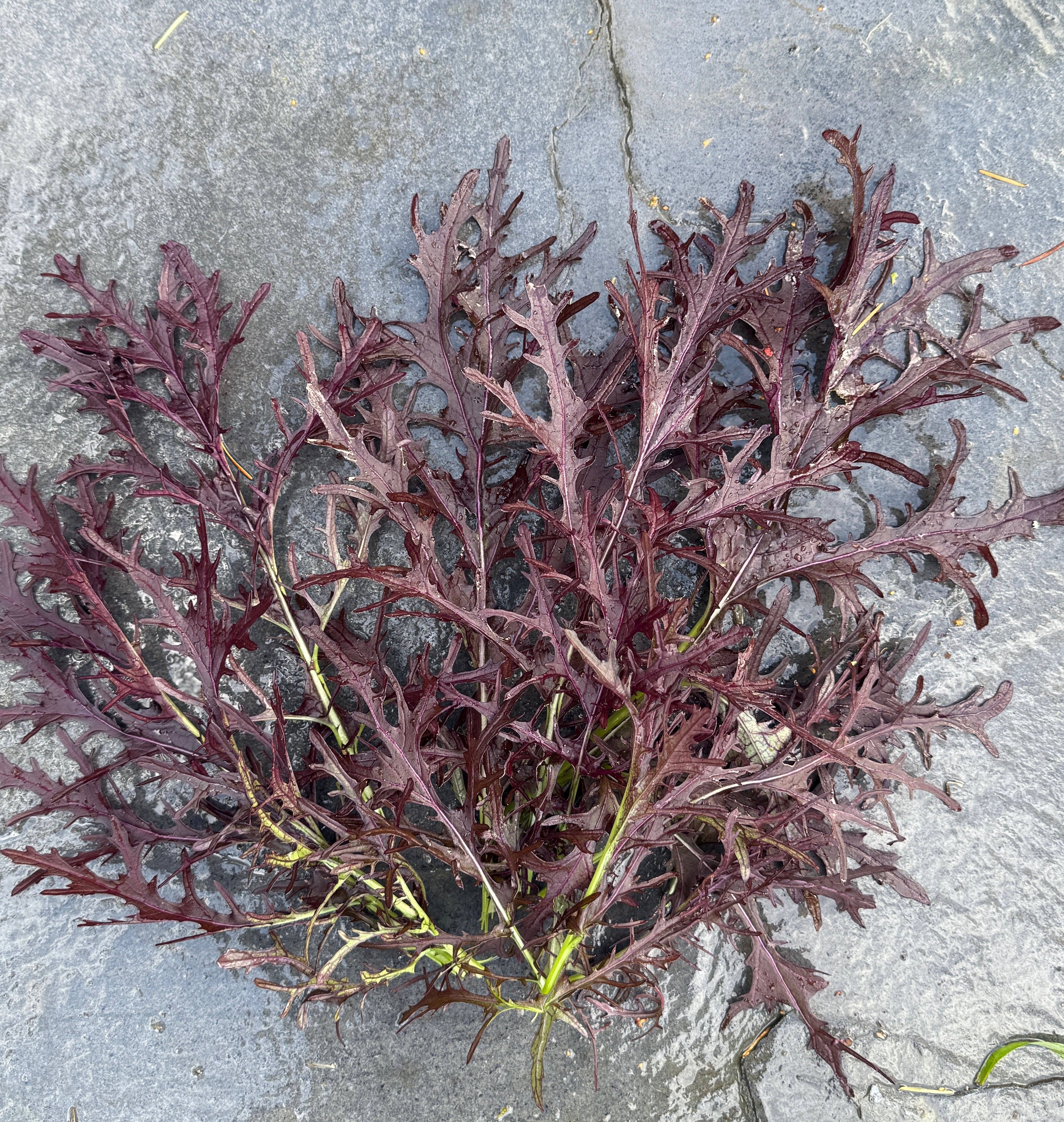 Ruby Streaks – Wild Dreams Farm and Seed